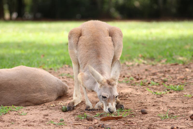 Cute Red Kangaroo Sniffing the Ground Stock Image - Image of furry ...