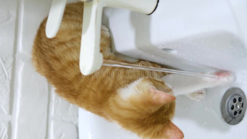 Cute Red Kitten Drinks Tap Water Stock Video - Video of adorable ...
