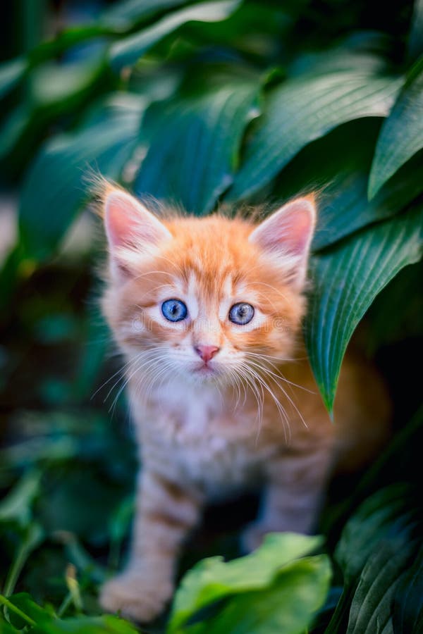 Cute Red Kitten in the Grass Stock Image - Image of beautiful, baby ...