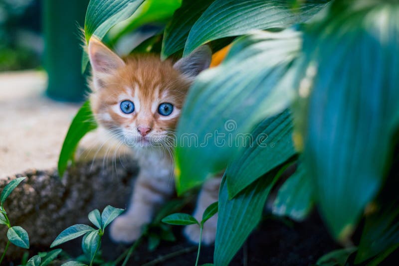 Cute Red Kitten in the Grass Stock Photo - Image of home, close: 124668788