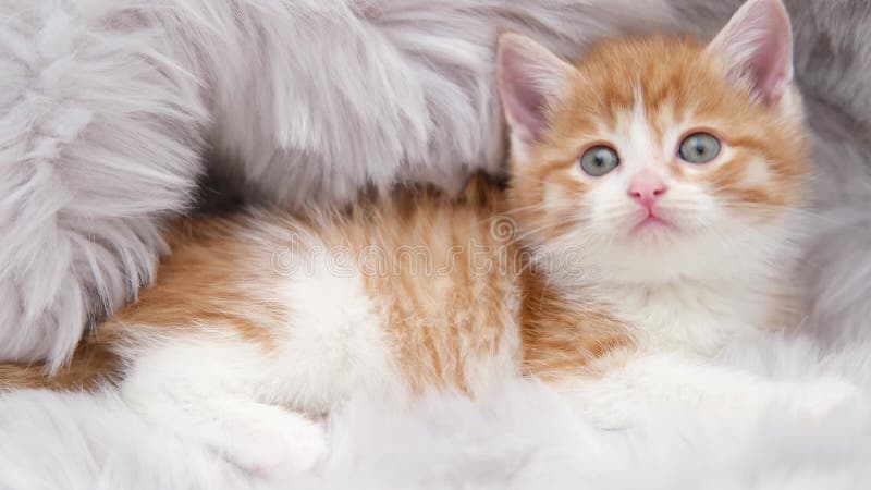 Cute Red Kitten on a Light Background Stock Footage - Video of small ...