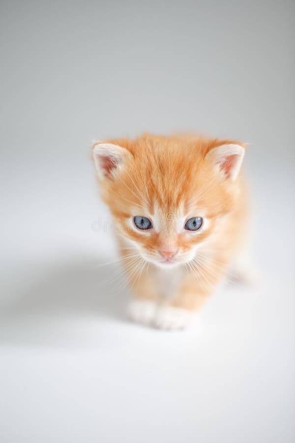 Cute Red Kitten on Light Background Stock Photo - Image of kitten ...