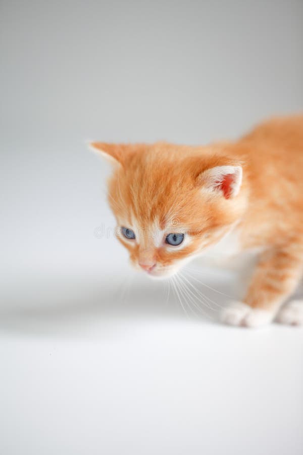 Cute Red Kitten on Light Background Stock Image - Image of playful ...