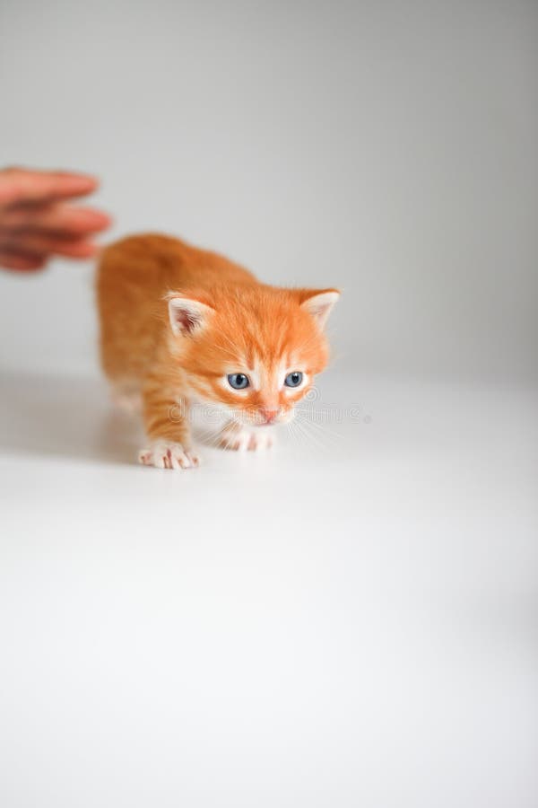Cute Red Kitten on Light Background Stock Photo - Image of resting ...