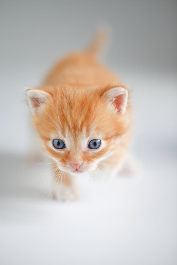 Cute Red Kitten on Light Background Stock Image - Image of domestic ...