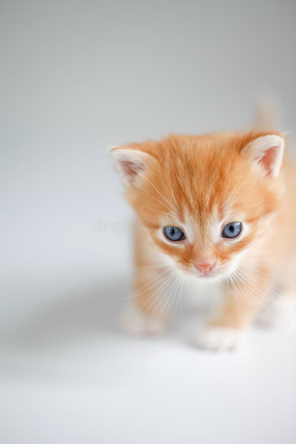 Cute Red Kitten on Light Background Stock Image - Image of cute ...