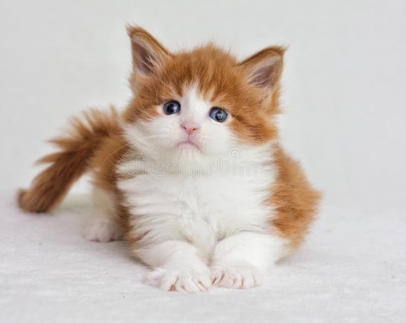 Red kitten looking stock photo. Image of sitting, small - 106387756
