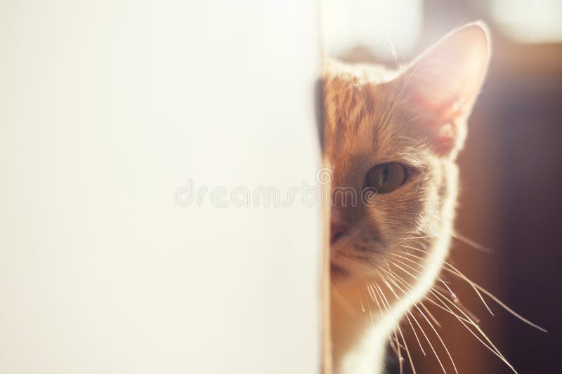 Adorable Cat Peeking Out of Bag. Bw Stock Image - Image of beautiful ...