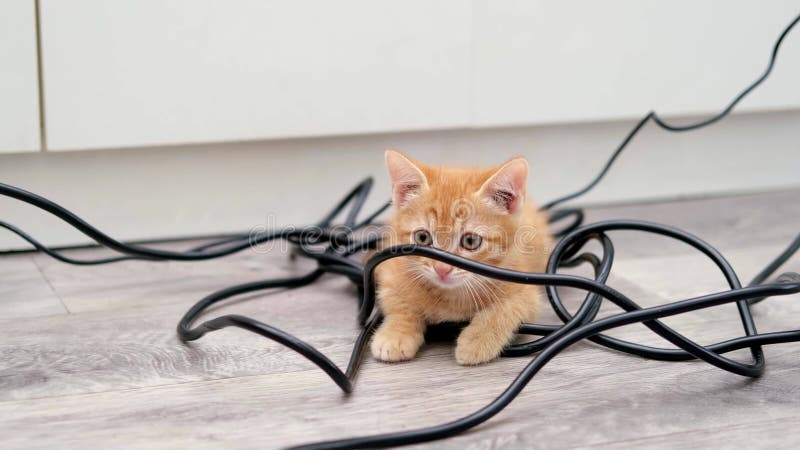Cute Red Kitten Playing with Black Wires Stock Footage - Video of ...