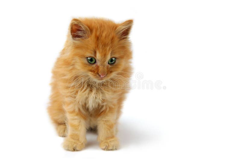 Cute and sad red kitten stock photo. Image of orange - 279295192