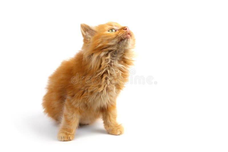 132 Cute Ginger White Kitten Standing Up Stock Photos - Free & Royalty ...