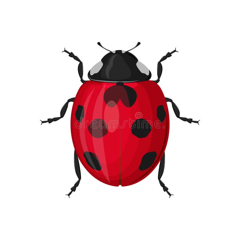 Red Ladybug Top View Stock Illustrations – 215 Red Ladybug Top View ...