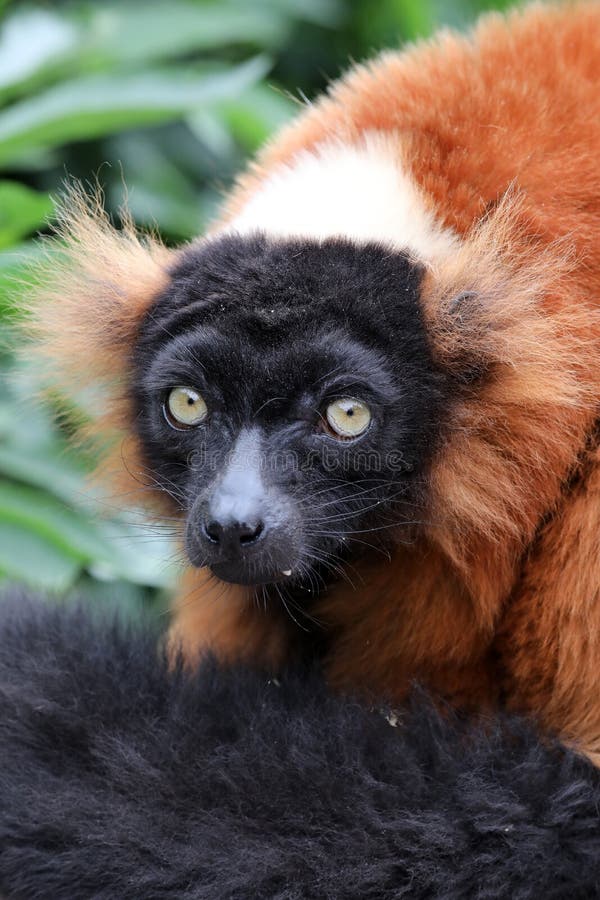 Red lemur portrait stock image. Image of colors, beautiful - 120472429