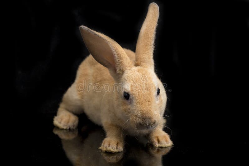 Cute Red Orange Brown Rex Rabbit Isolated On Black Stock Photo - Image ...