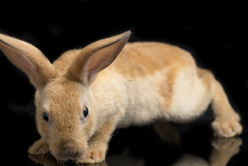Cute Red Orange Brown Rex Rabbit Isolated on Black Stock Image - Image ...