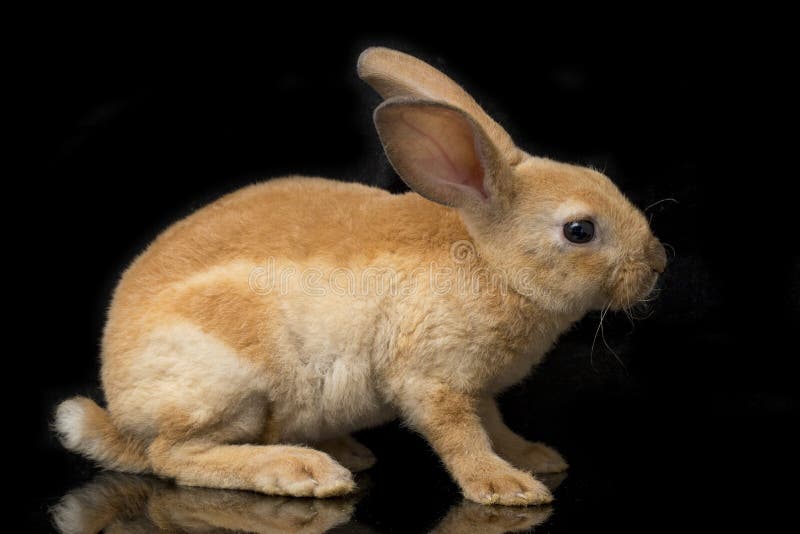 Cute Red Orange Brown Rex Rabbit Isolated on Black Stock Photo - Image ...