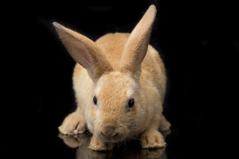 Cute Red Orange Brown Rex Rabbit Isolated on Black Stock Photo - Image ...