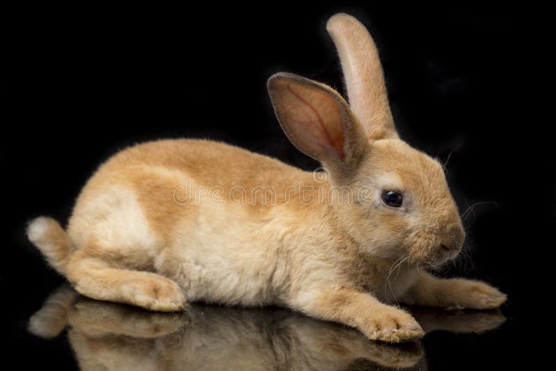 Cute Red Orange Brown Rex Rabbit Isolated on Black Stock Image - Image ...