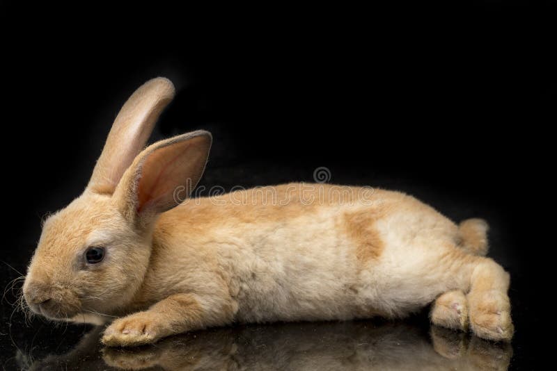 Cute Red Orange Brown Rex Rabbit Isolated on Black Stock Photo - Image ...