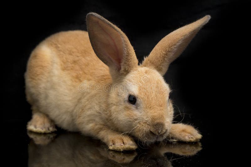 Cute Red Orange Brown Rex Rabbit Isolated on Black Stock Image - Image ...