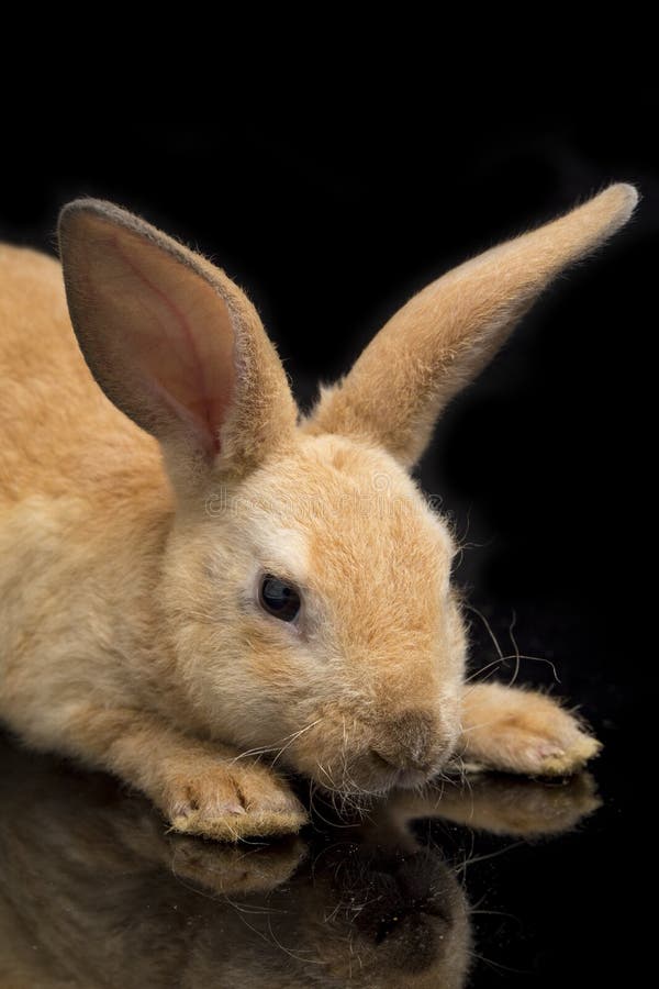 Cute Red Orange Brown Rex Rabbit Isolated on Black Stock Image - Image ...