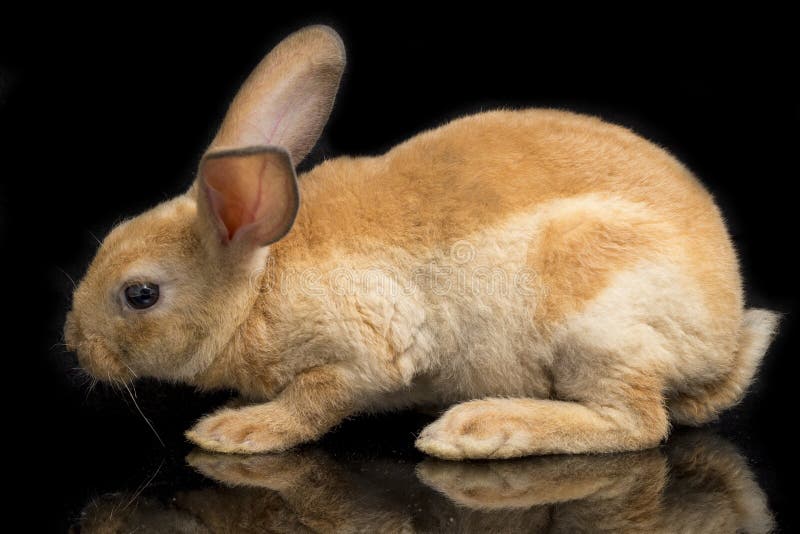 Cute Red Orange Brown Rex Rabbit Isolated on Black Stock Photo - Image ...