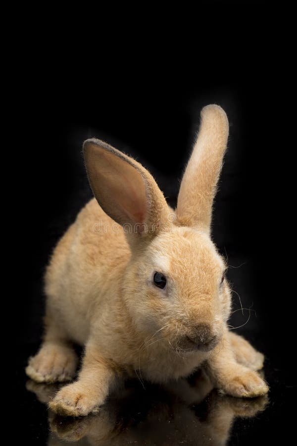 Cute Red Orange Brown Rex Rabbit Isolated on Black Stock Image - Image ...