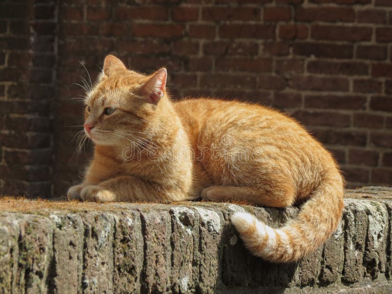 Red tabby lying stock photo. Image of lying, lovely - 117648898