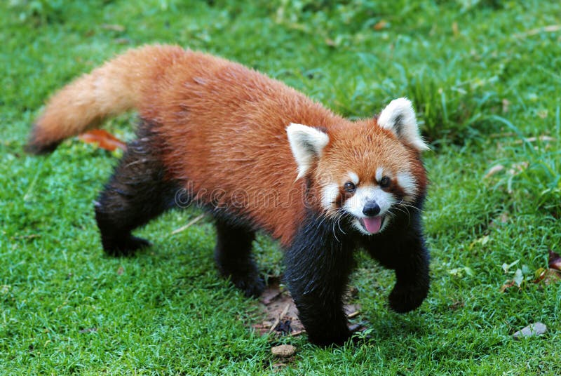 Cute red panda stock photo. Image of mammals, grass, animals - 20327050