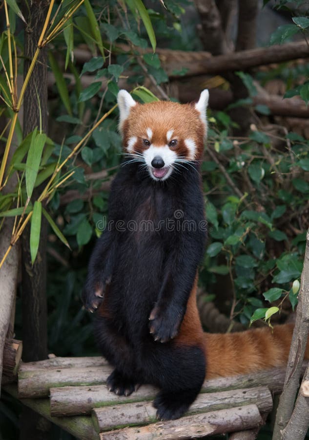 Cute Red Panda (Ailurus Fulgens) Stock Photo - Image of fulgens, cute ...