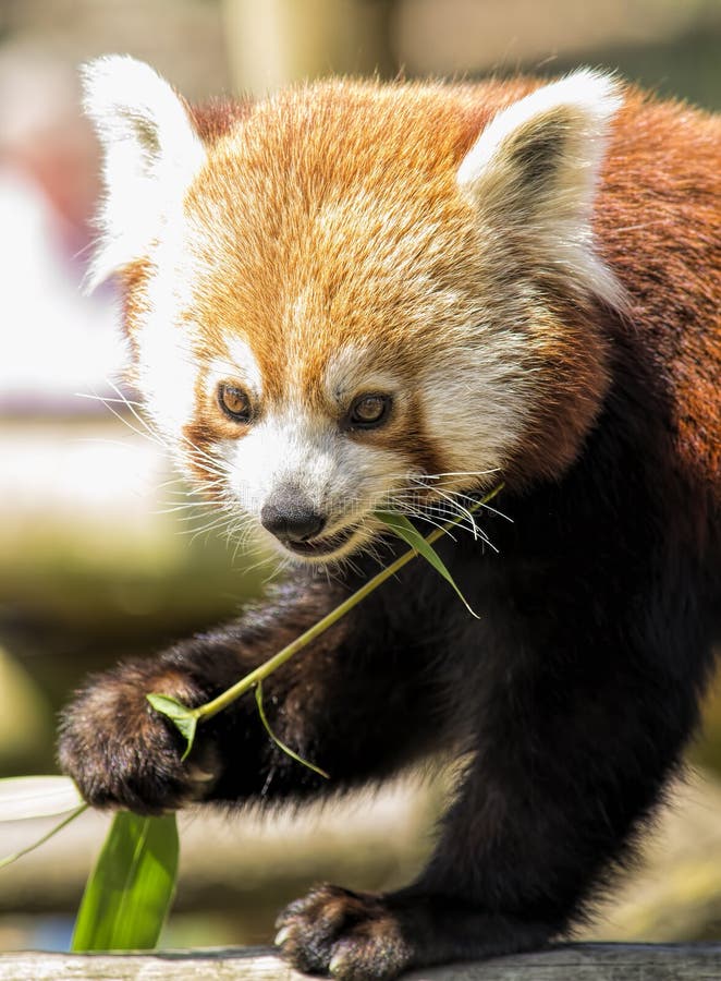 Cute red panda stock photo. Image of leaf, panda, bamboo - 49478466