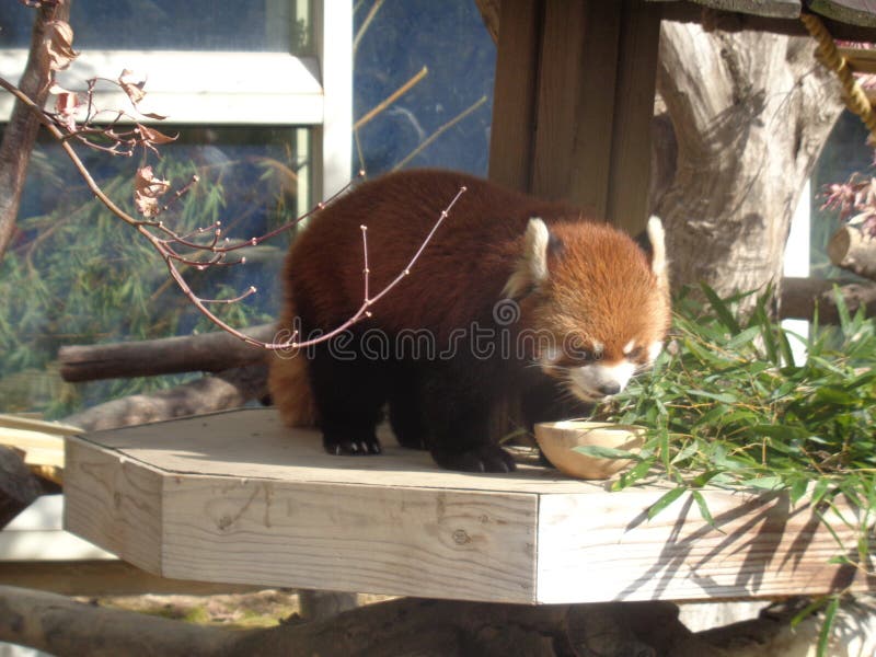 Cute Red Panda at Korea Drinking Stock Photo - Image of drinking, wood ...