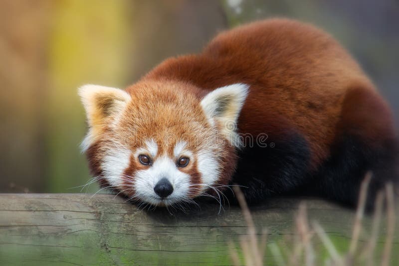 Cute Red Panda Laying on a Log Stock Image - Image of creature, animal ...