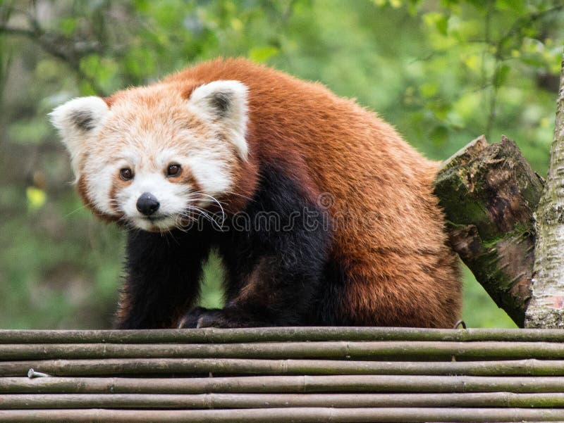 Cute Red Panda Looking at the Camera Stock Image - Image of endangered ...