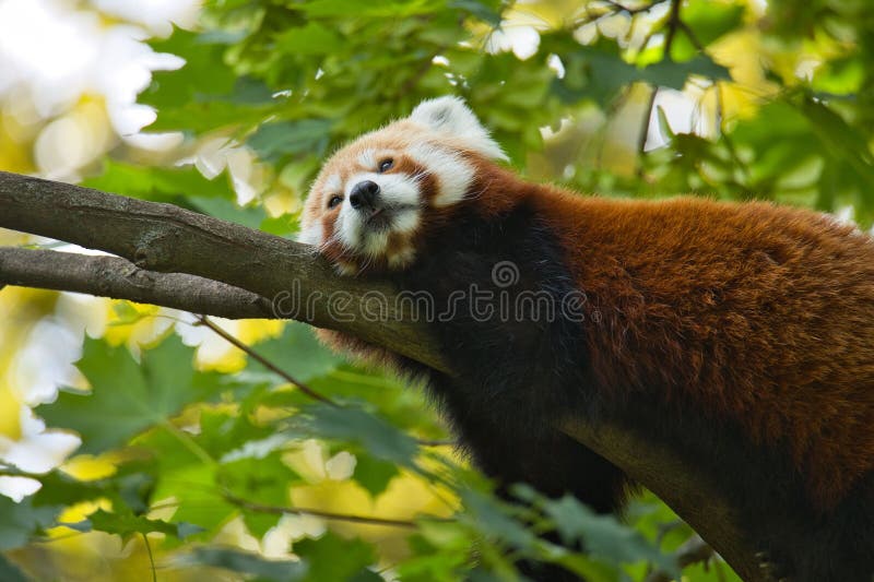 Cute Red Panda Lying on a Tree Branch. Stock Photo - Image of lying ...