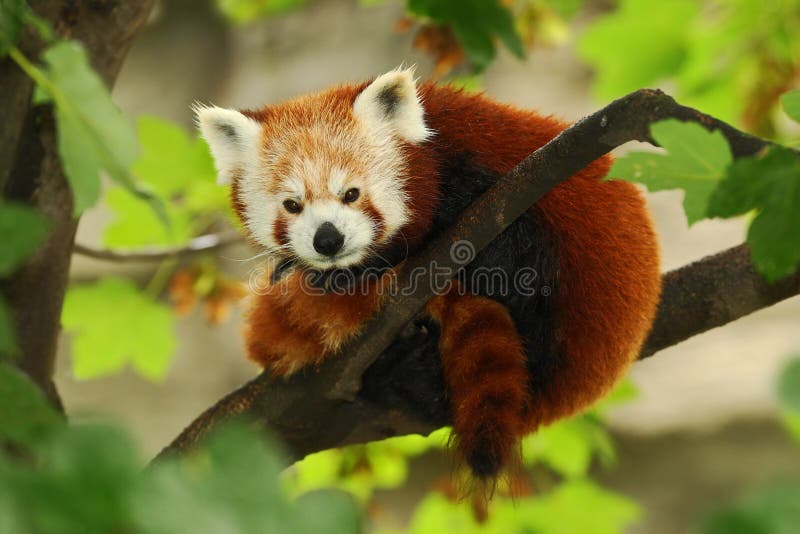 Red Panda Lying on the Tree with Green Leaves. Cute Panda Bear in ...