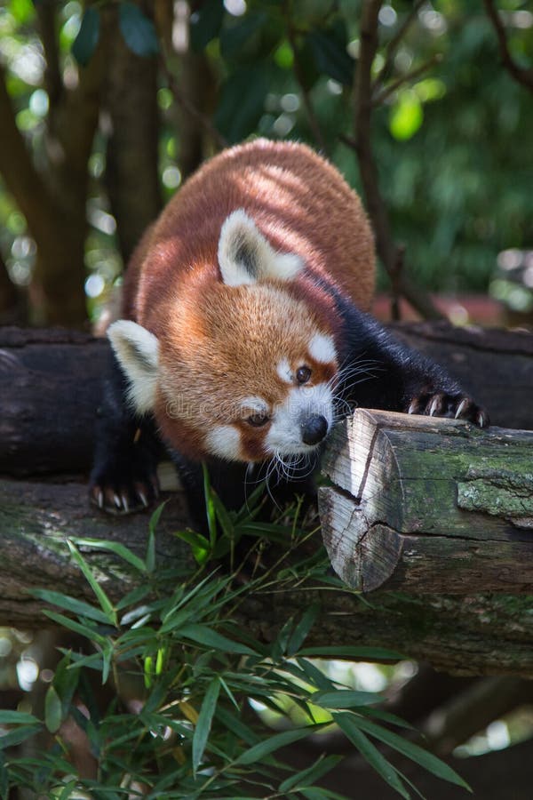 Cute Red panda playing stock photo. Image of vivd, animal - 69761528