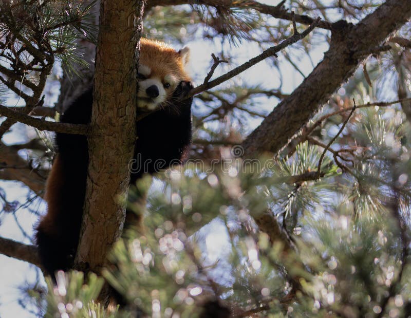 Cute Red Panda Resting Up High in a Tree Stock Photo - Image of brown ...