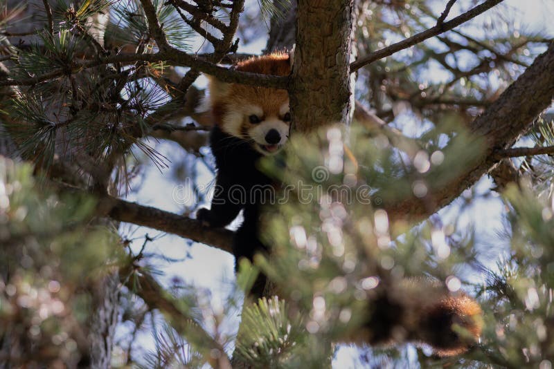 Cute Red Panda Resting Up High in a Tree Looking at Camera Stock Image ...