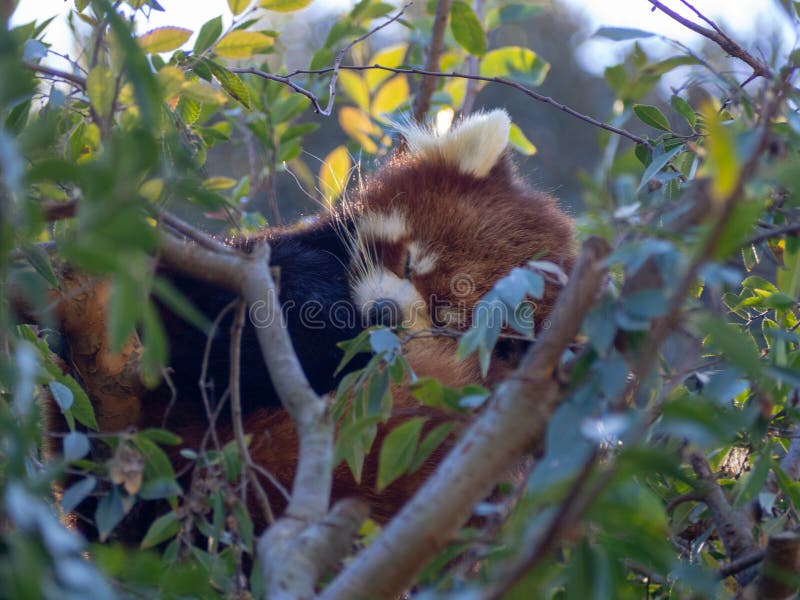 Red Panda Sleeping on a Tree Editorial Photo - Image of animal, cute ...