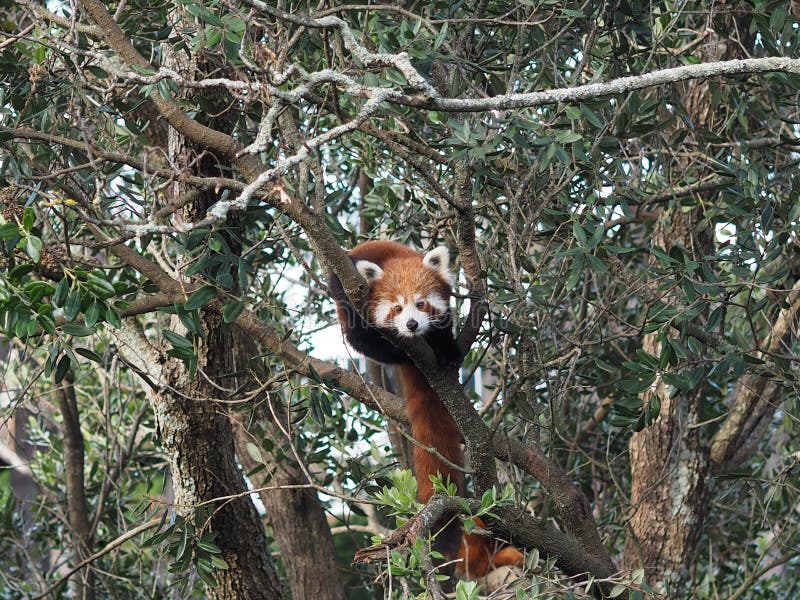 Panda on the tree stock photo. Image of pandas, animal - 19804770