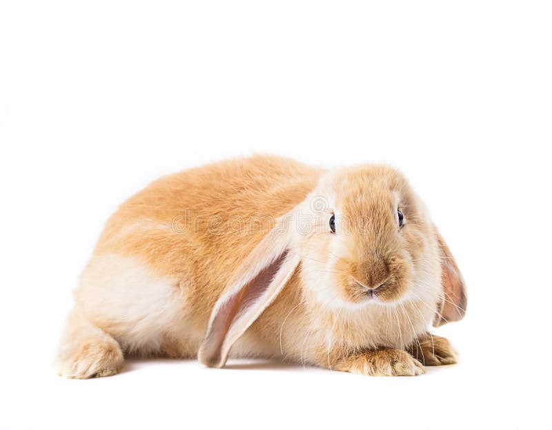 Cute red rabbit stock photo. Image of soft, rodent, small - 25987876