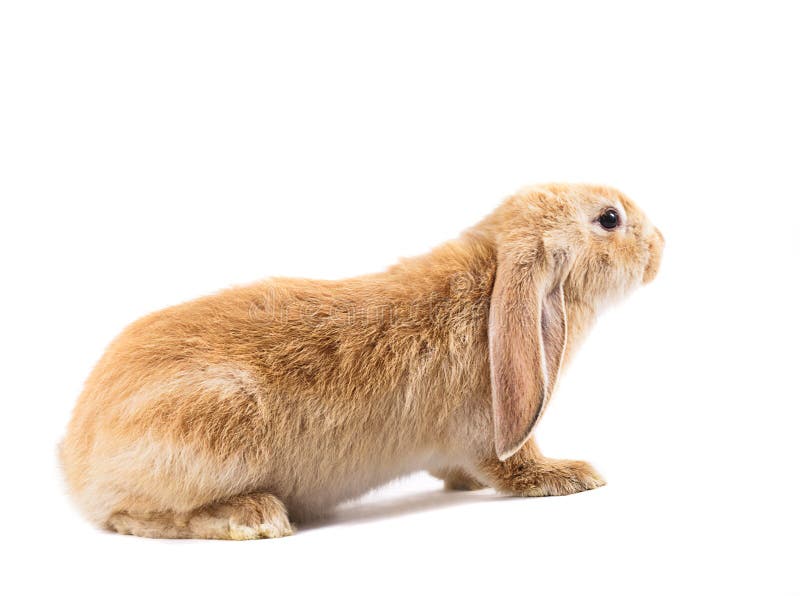 Cute red rabbit stock photo. Image of white, mammal, soft - 25987878