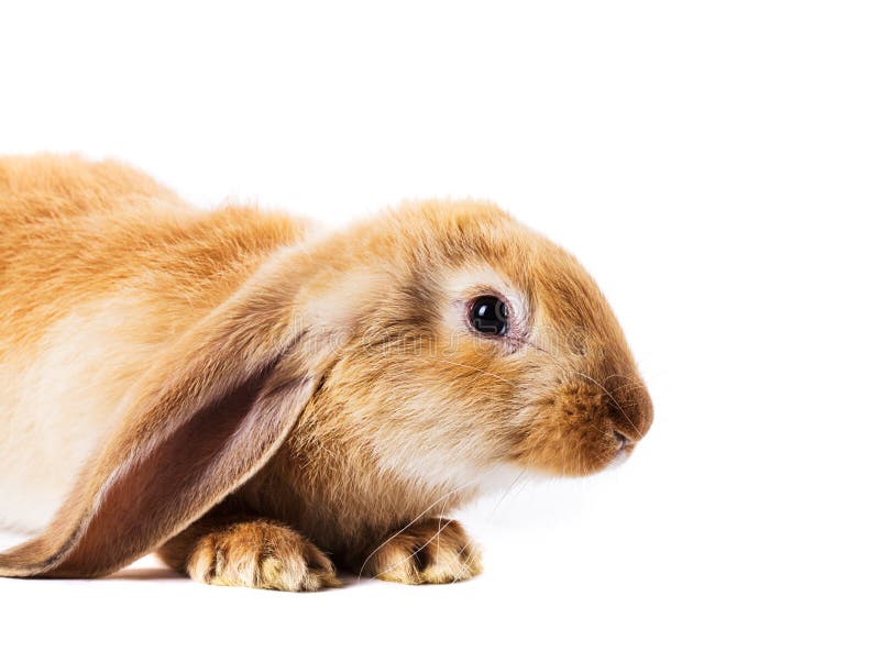 Cute red rabbit stock photo. Image of soft, rodent, small - 25987876