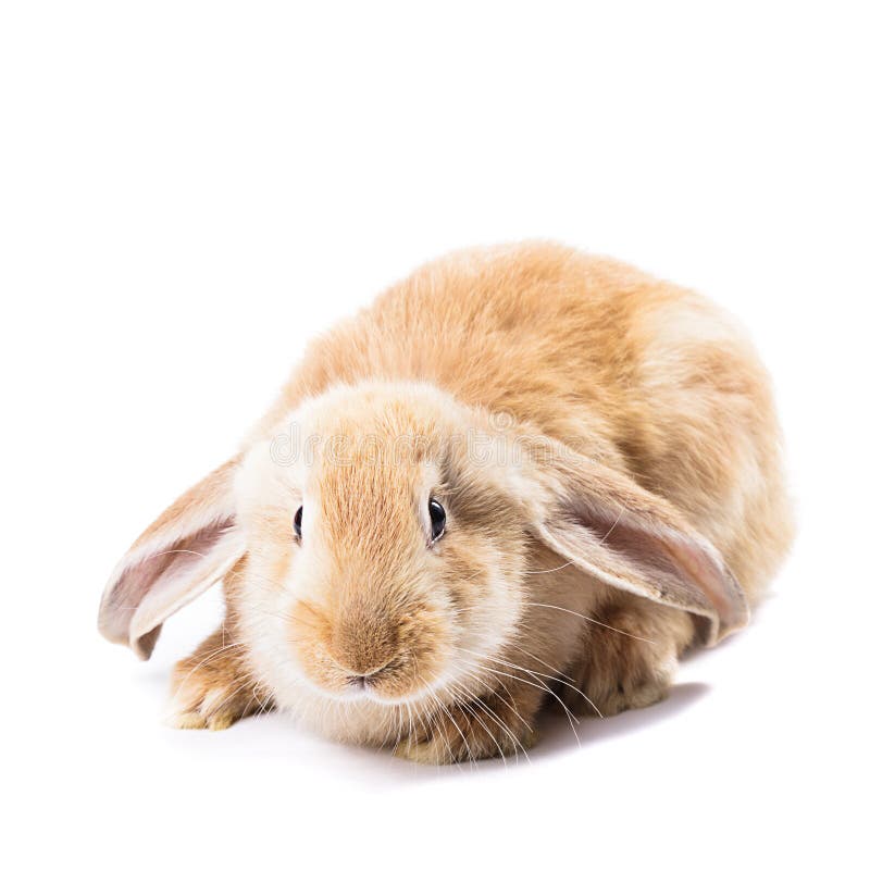 Rabbit pets stock image. Image of domestic, bunny, young - 20368983