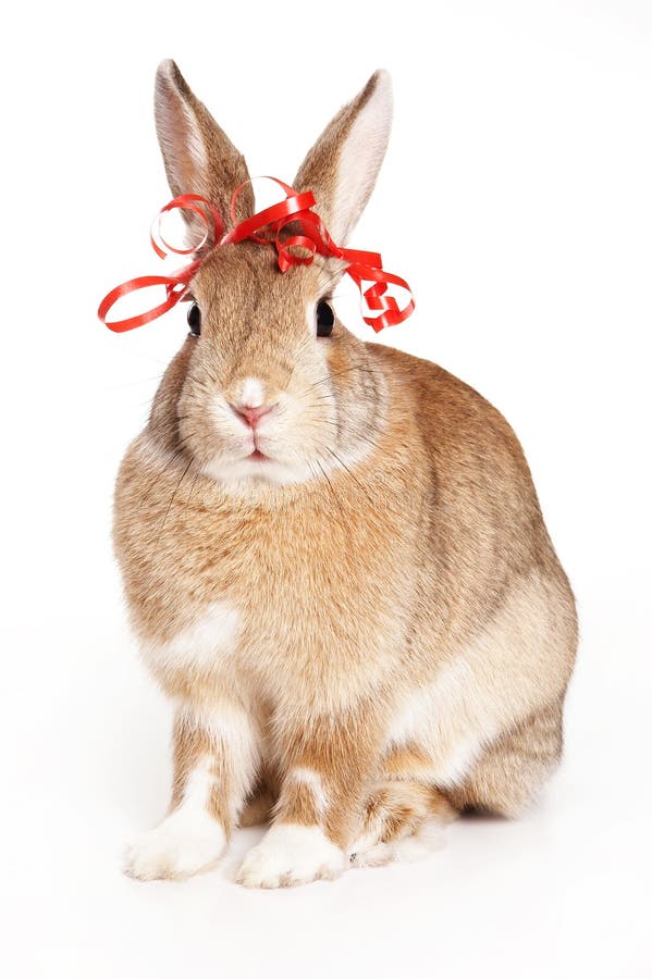 Cute red rabbit with a bow stock image. Image of shot - 134521347