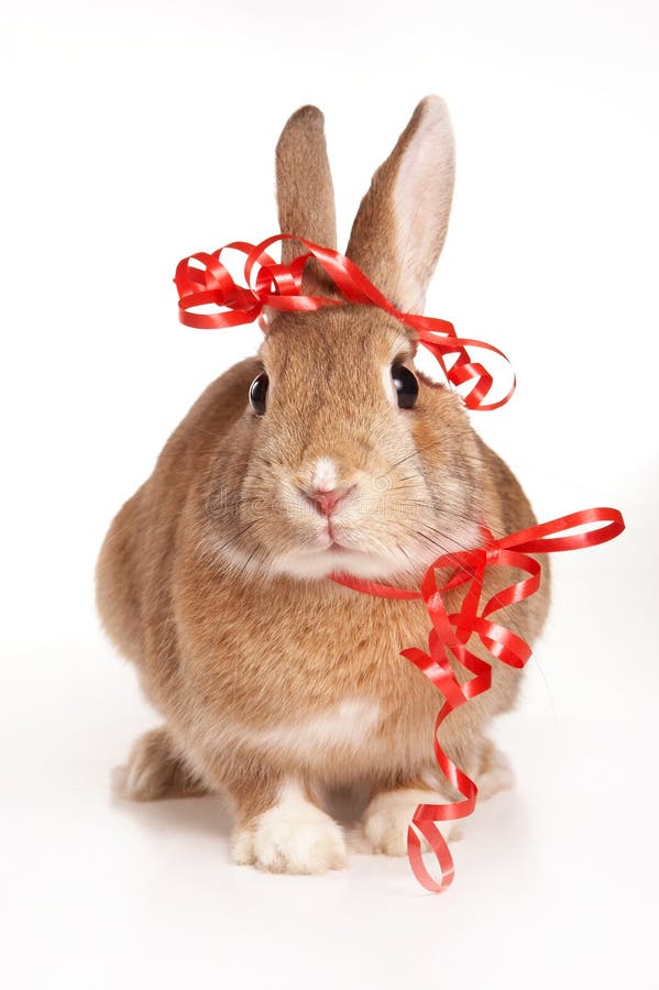 Cute red rabbit with a bow stock image. Image of shot - 134521347