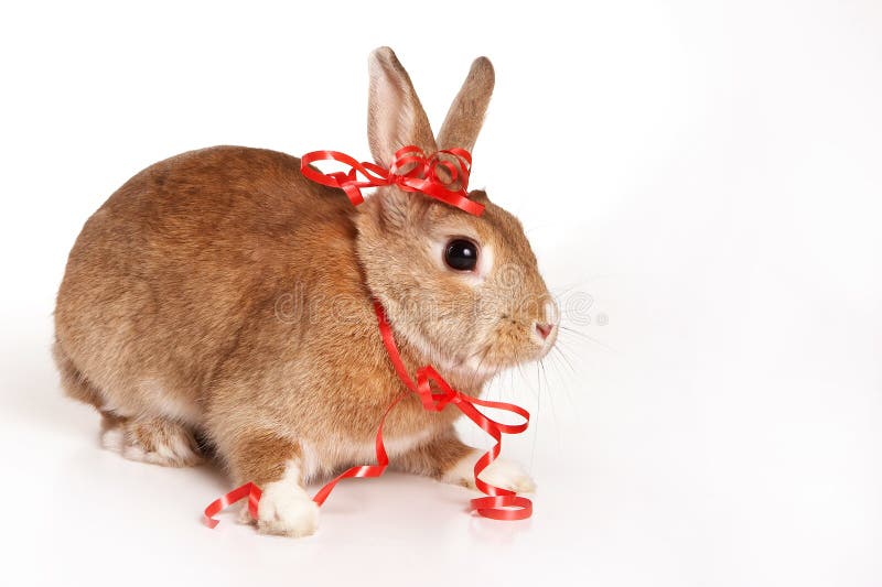 Cute red rabbit with a bow stock photo. Image of homestead - 134521436