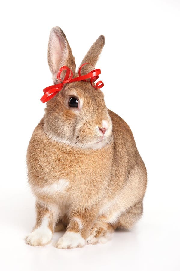 Cute red rabbit with a bow stock image. Image of shot - 134521347