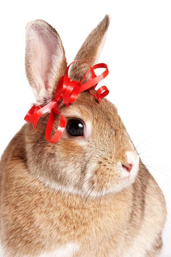 Cute red rabbit with a bow stock photo. Image of isolated - 134521320